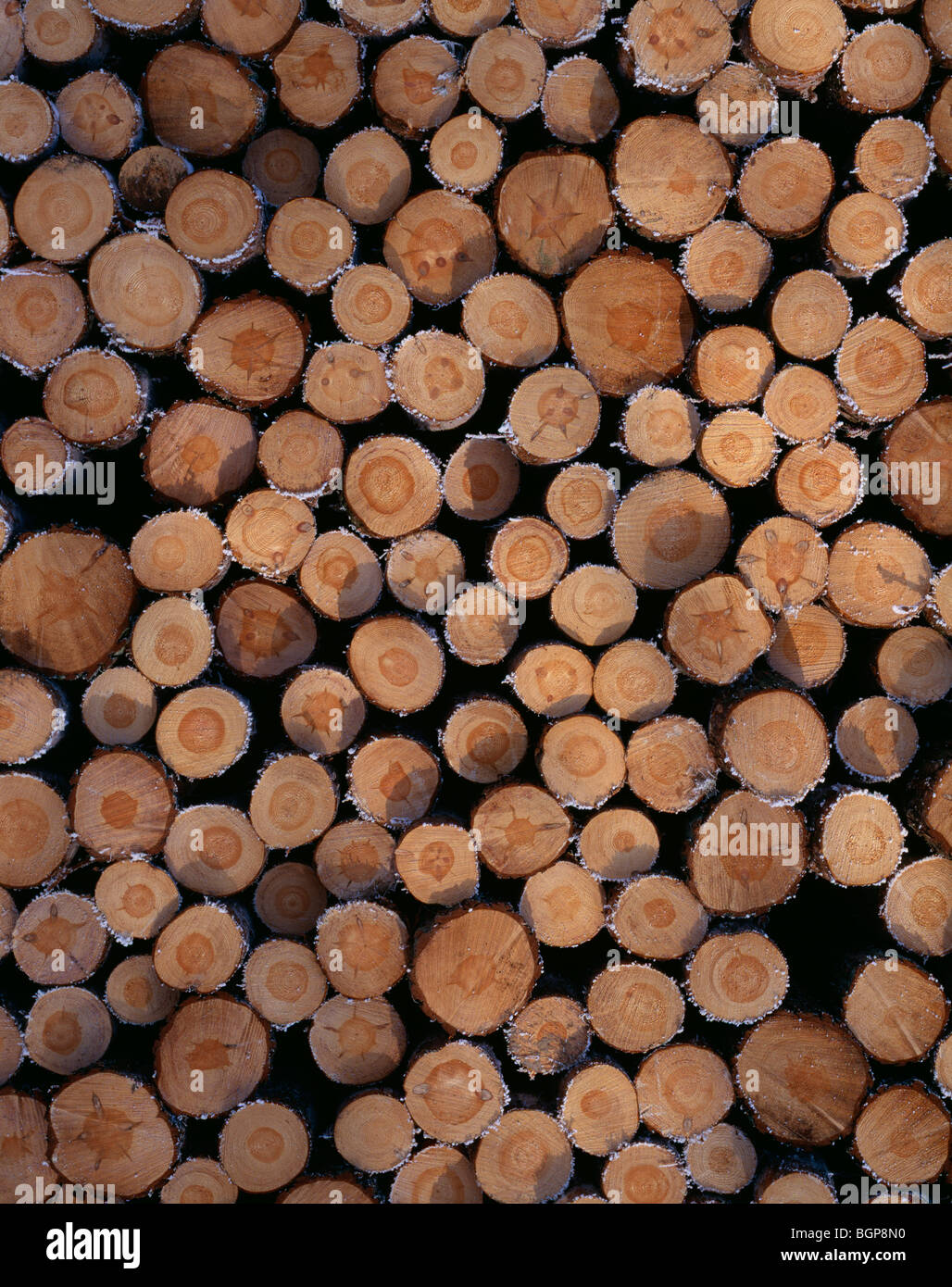 Piles pine pinus sylvestris logs hi-res stock photography and images ...