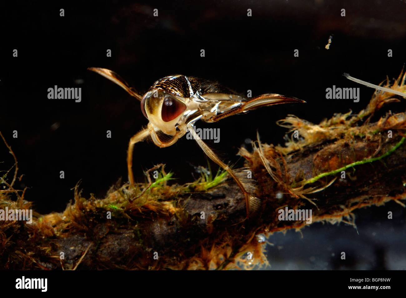 Water boatmen, close-up Stock Photo - Alamy