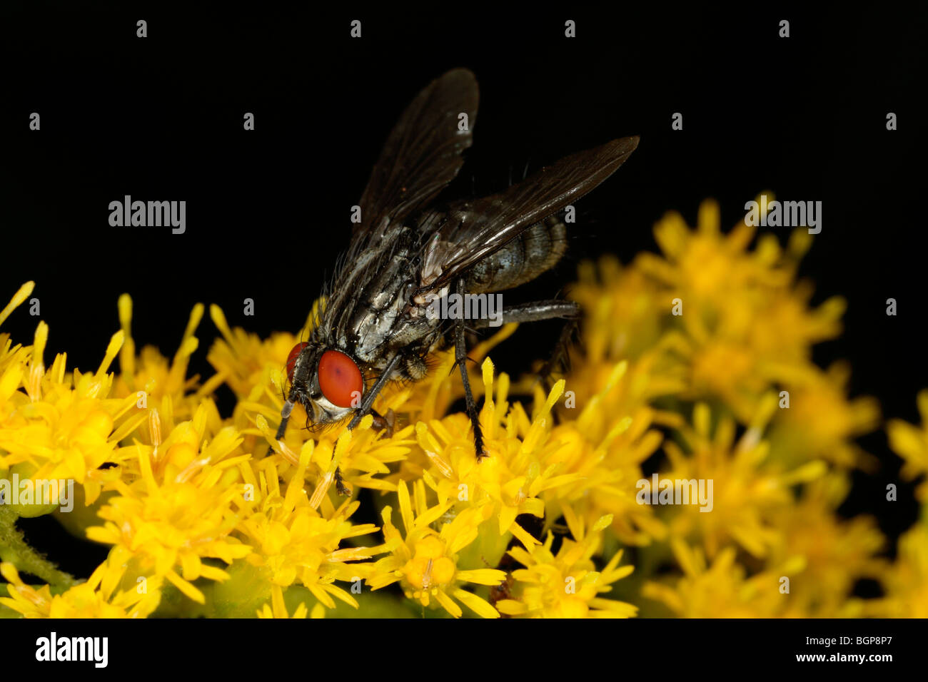 Flesh fly, close-up Stock Photo - Alamy