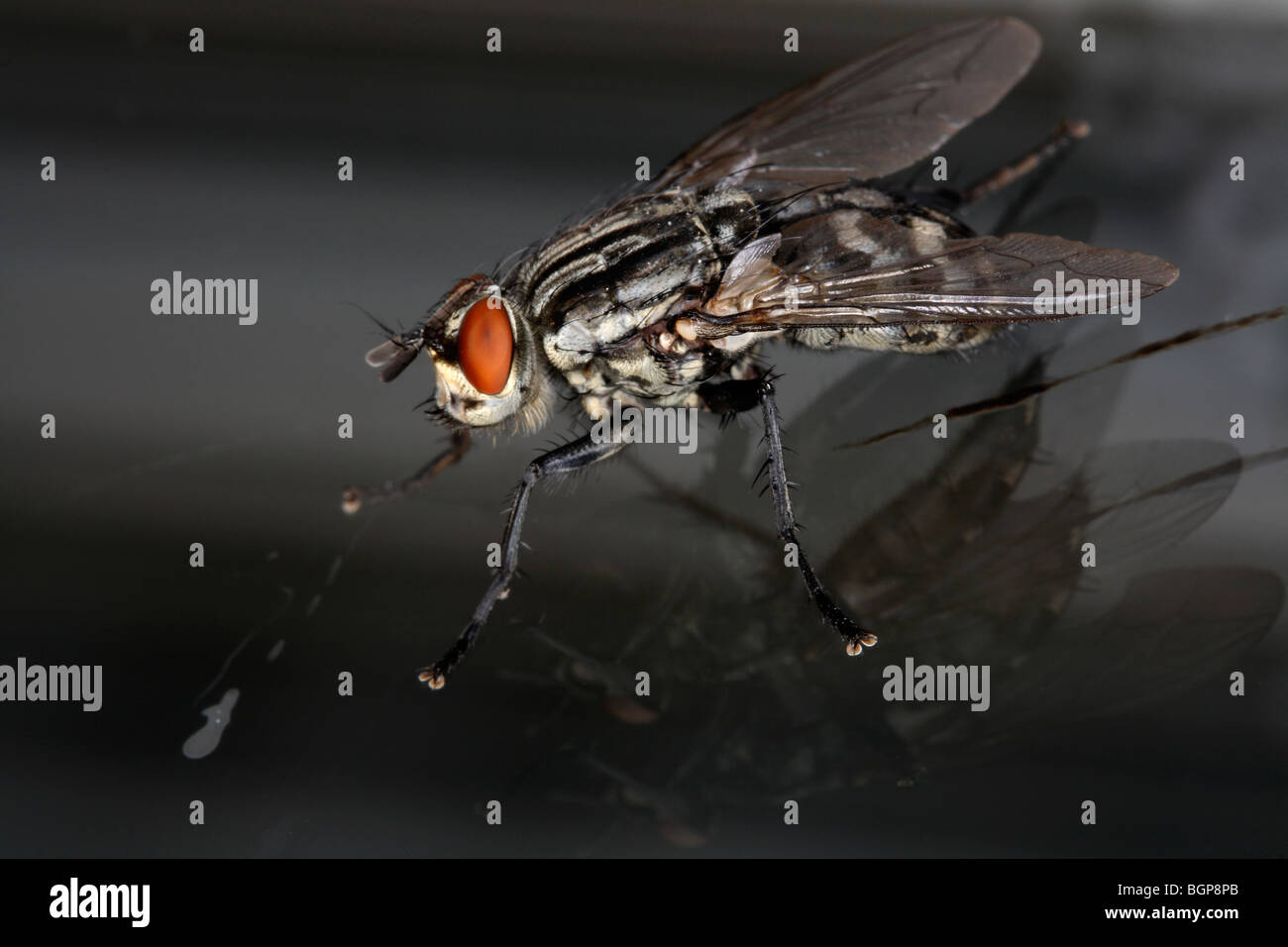 Flesh fly, close-up Stock Photo - Alamy