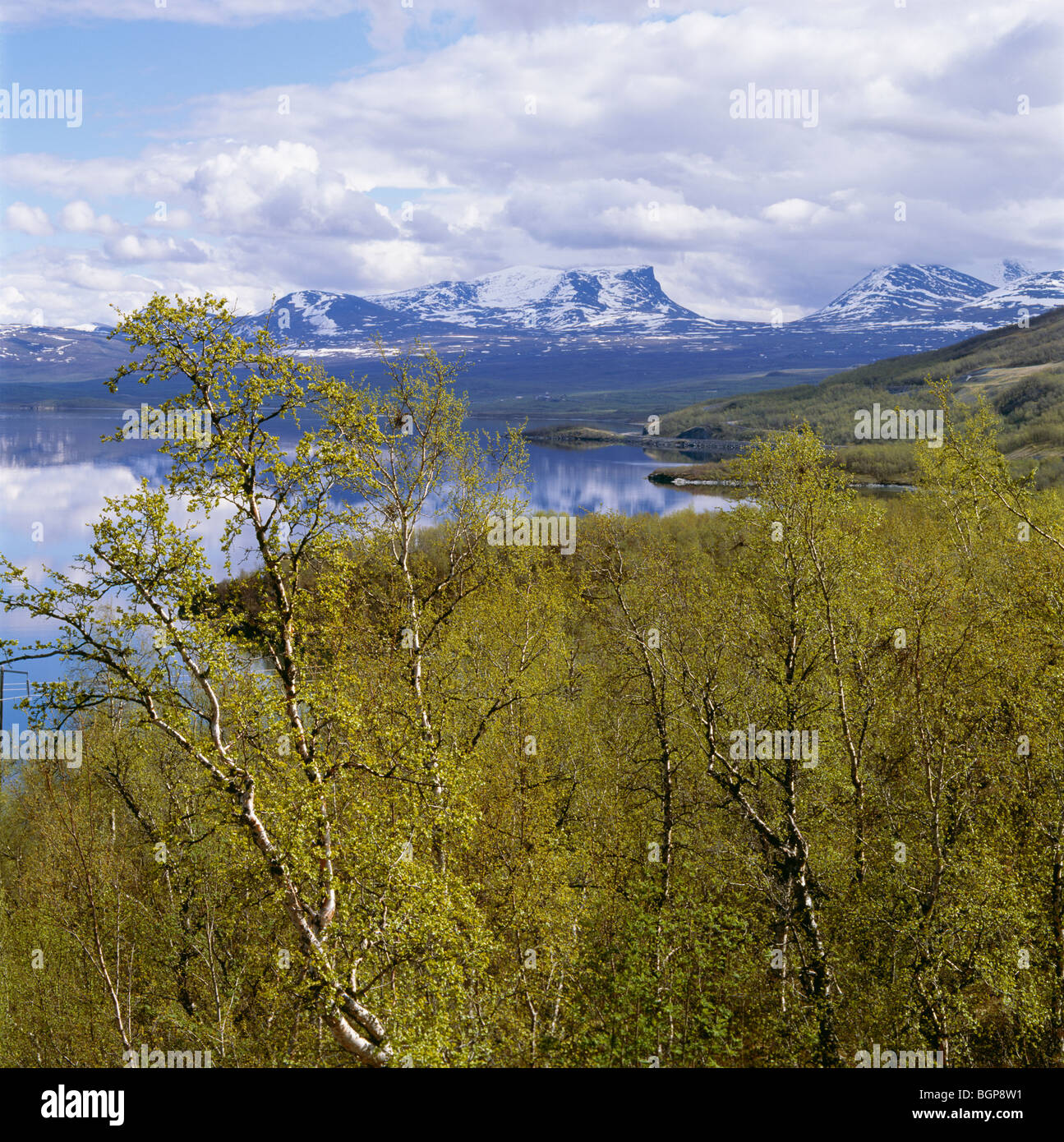 Mountain birch forest, Lapland, Sweden Stock Photo - Alamy