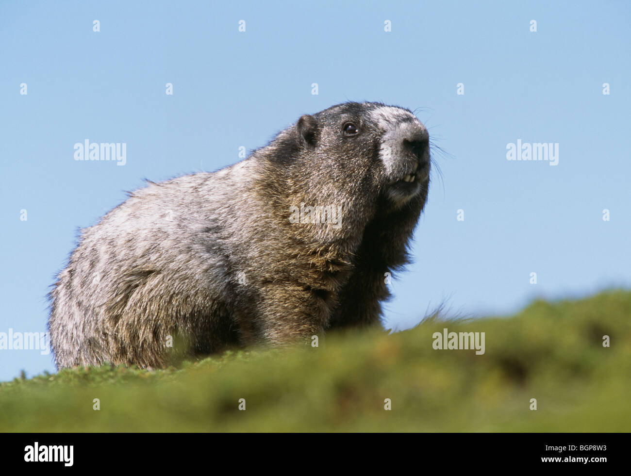 A marmot, USA Stock Photo - Alamy