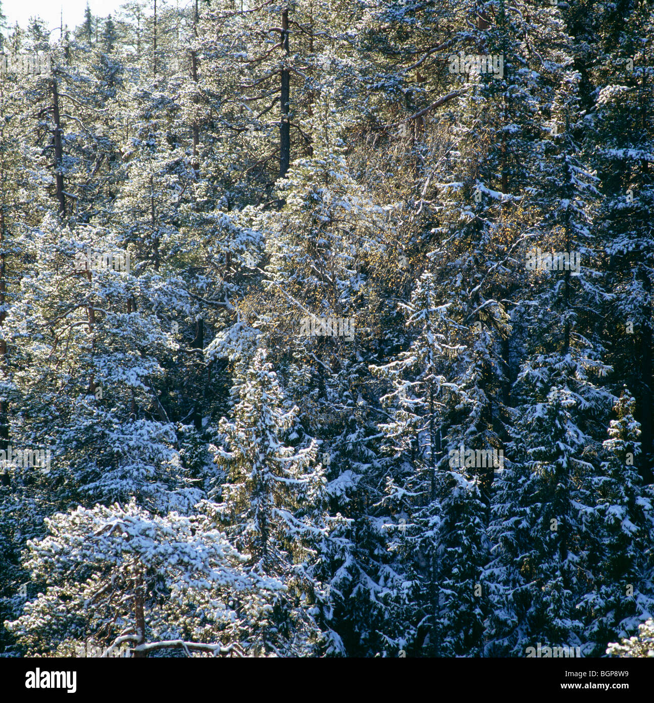 Pine Square High Resolution Stock Photography and Images - Alamy