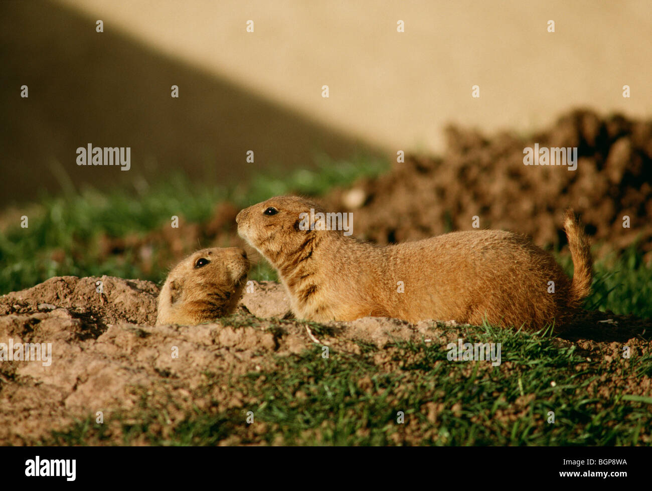 Two Black-tailed Prairie Dogs, Arizona-Sonora Desert Museum, USA Stock ...