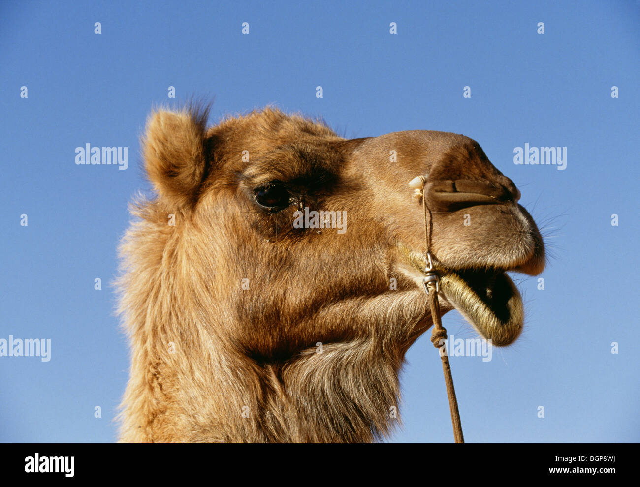 A camel, close-up, Australia Stock Photo - Alamy