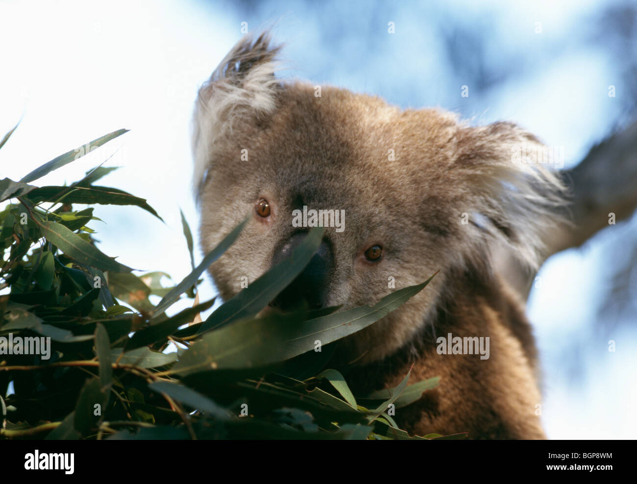 A koala bear in a tree, Australia Stock Photo - Alamy