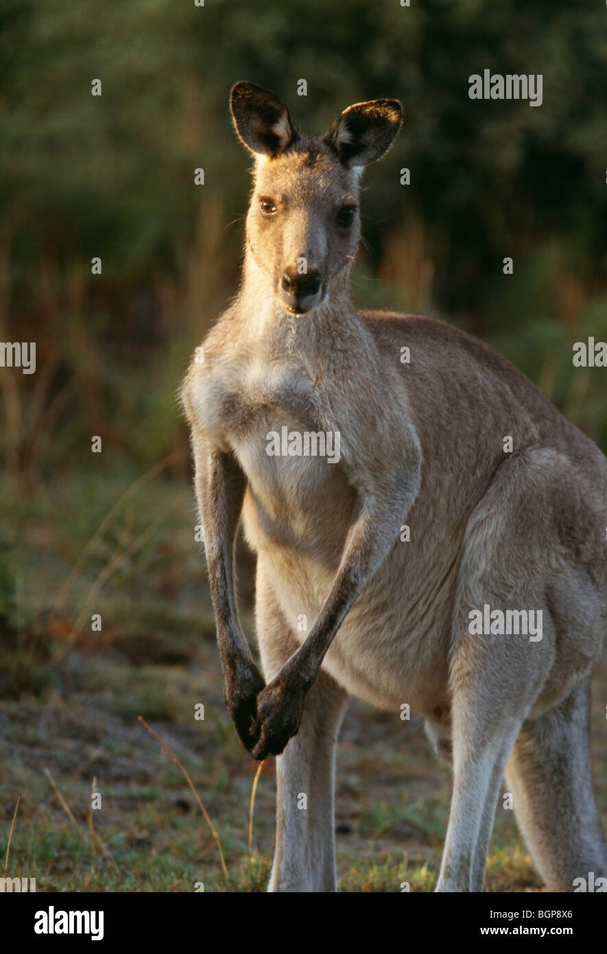 Eastern Grey Kangaroo, Australia Stock Photo - Alamy