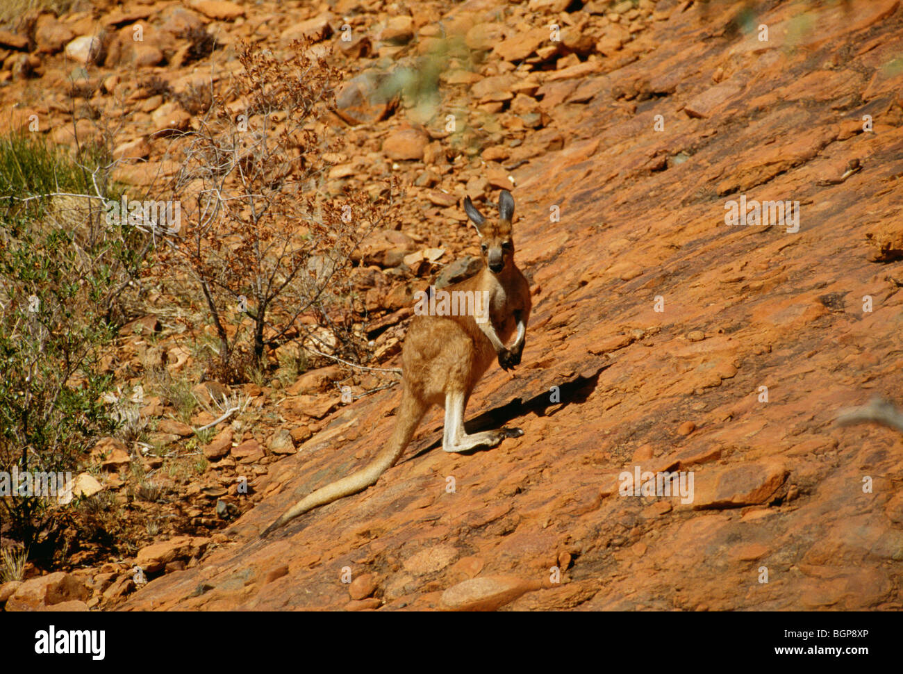An Eastern Wallaroo, Australia Stock Photo - Alamy