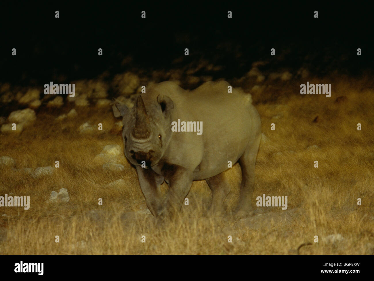 A rhinoceros in Namibia Stock Photo - Alamy