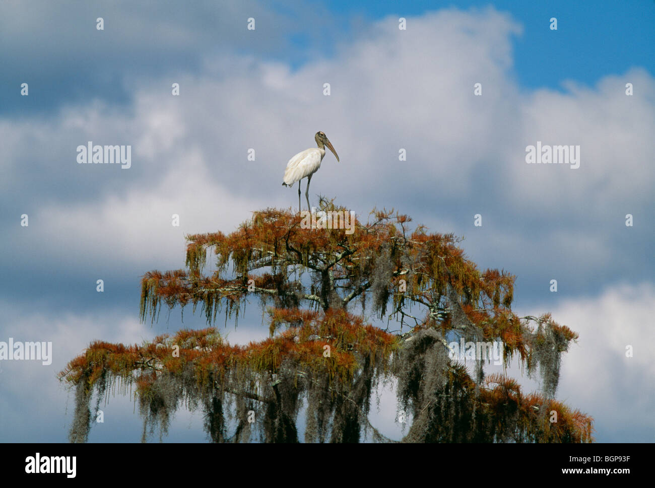 Wood stork in a tree, Okefenokee, USA Stock Photo - Alamy