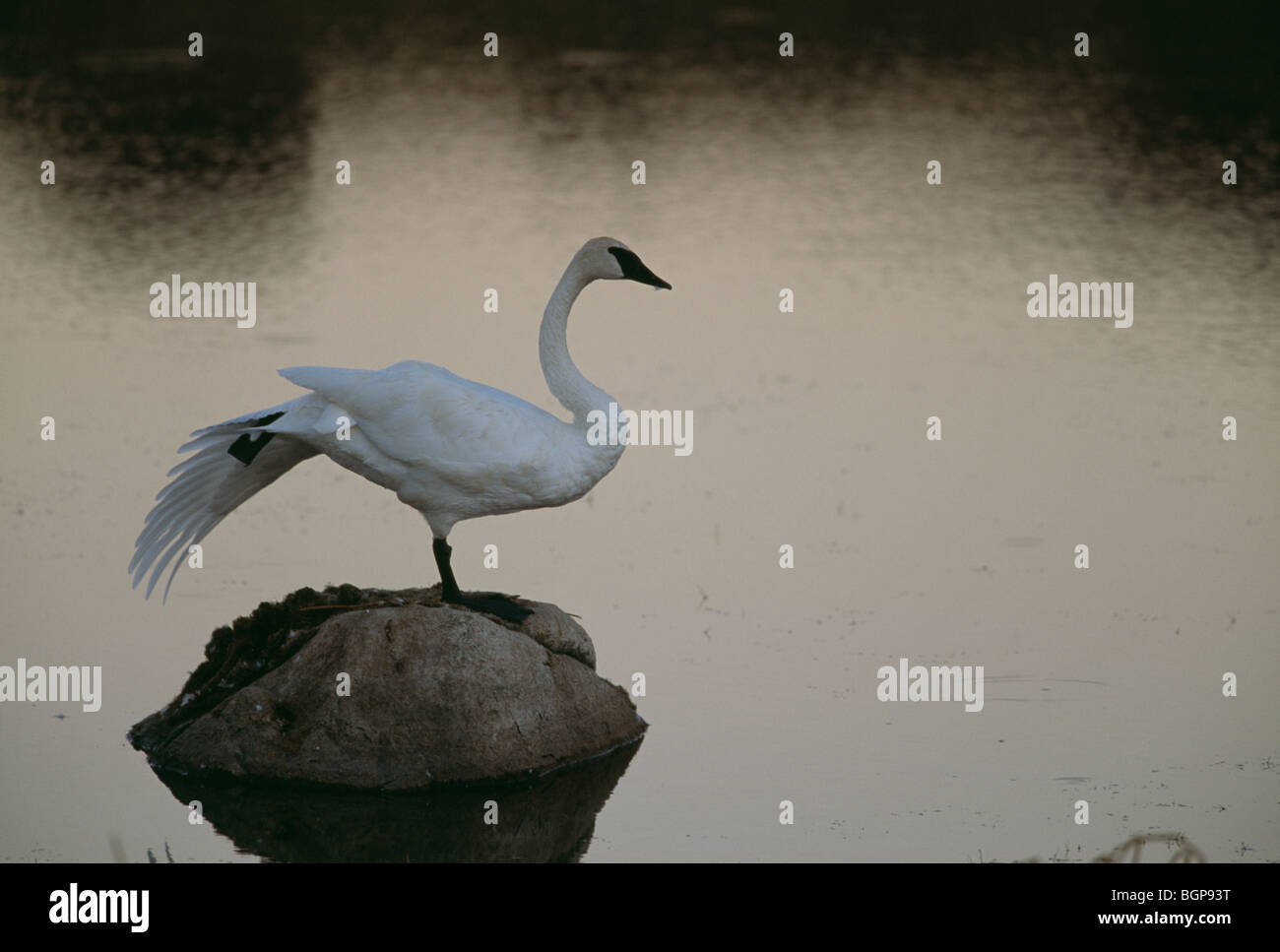 A swan, Yellowstone National Park, USA Stock Photo - Alamy