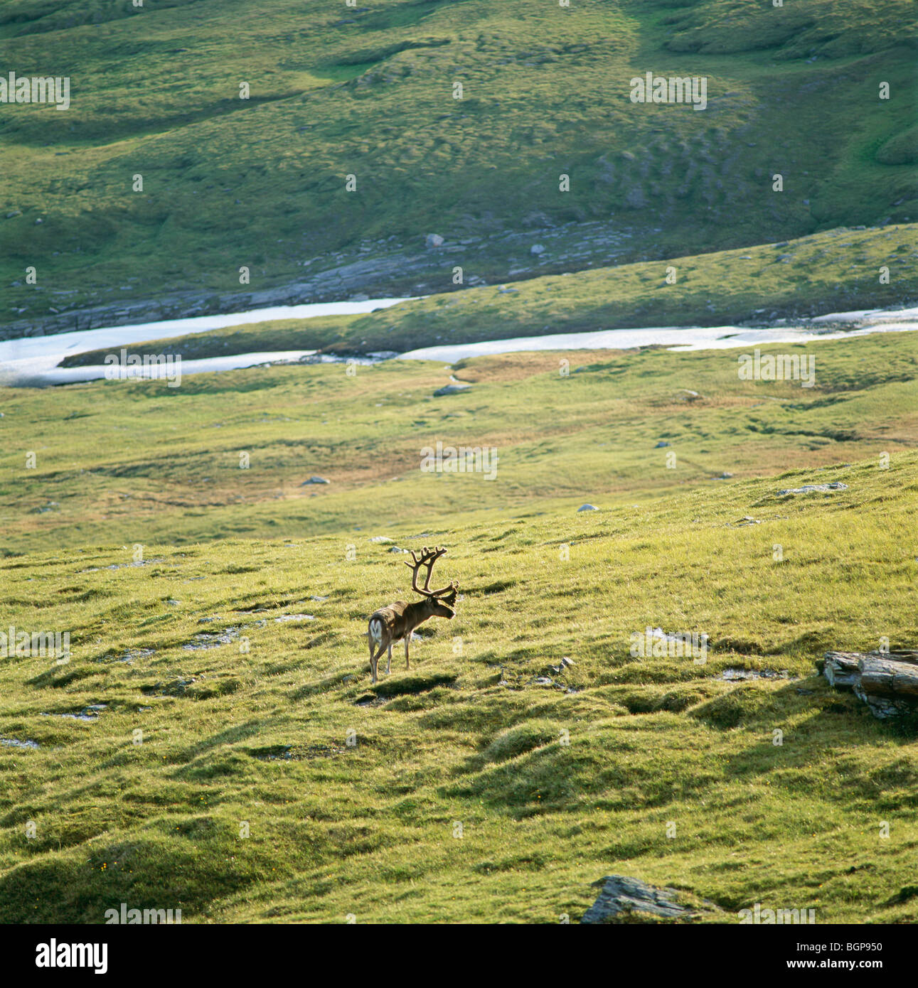 Reindeer bull, Lapland, Sweden Stock Photo - Alamy