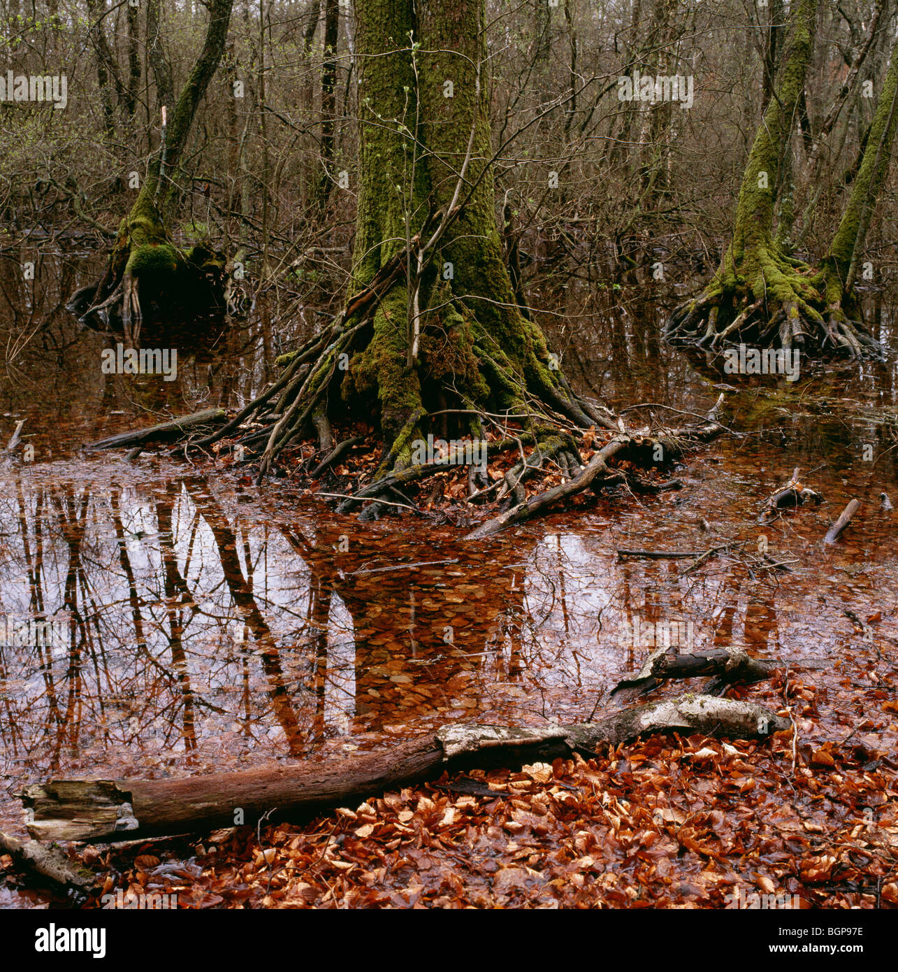 Alder tree marsh hi-res stock photography and images - Alamy