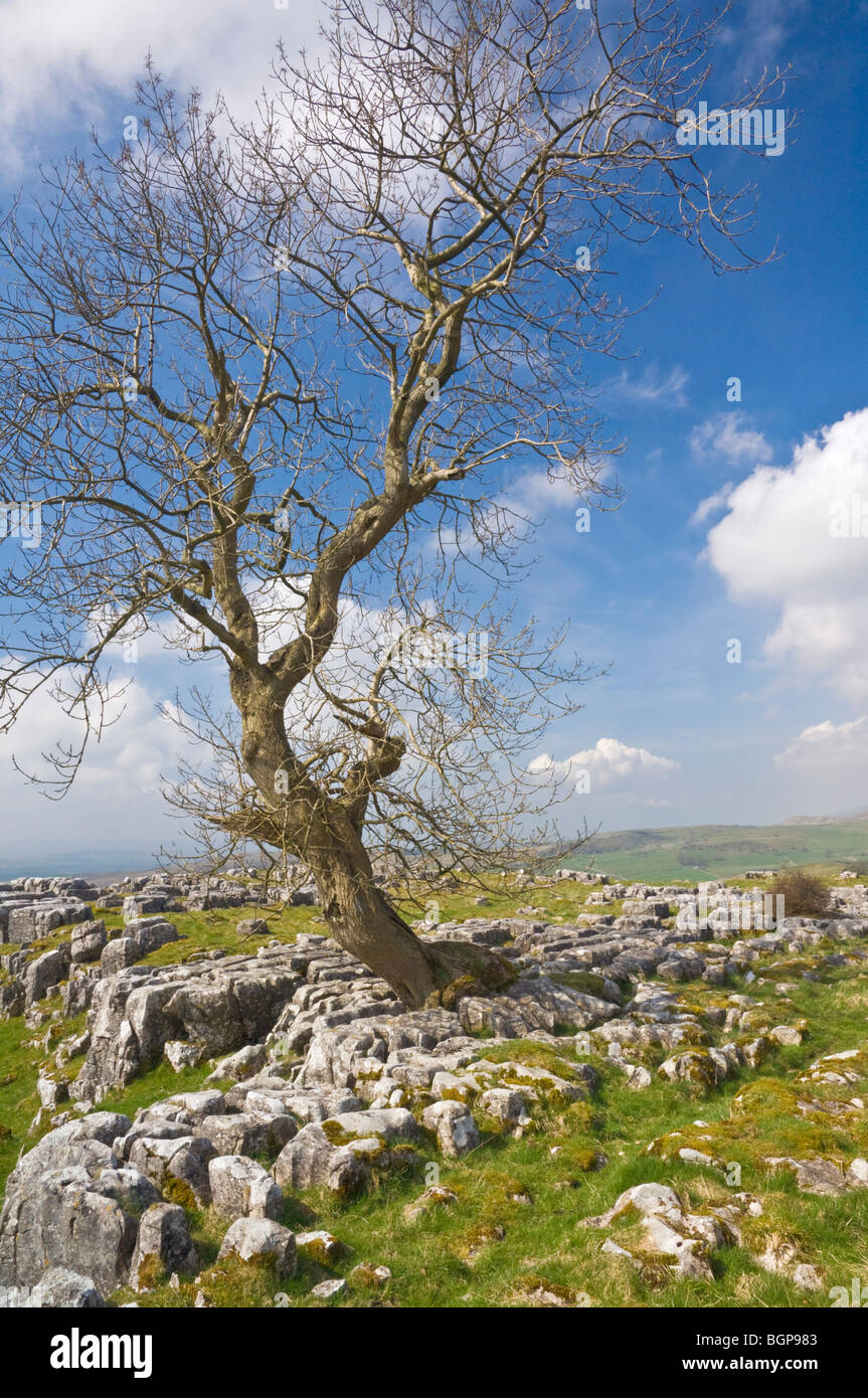 Yorkshire tree hi-res stock photography and images - Alamy