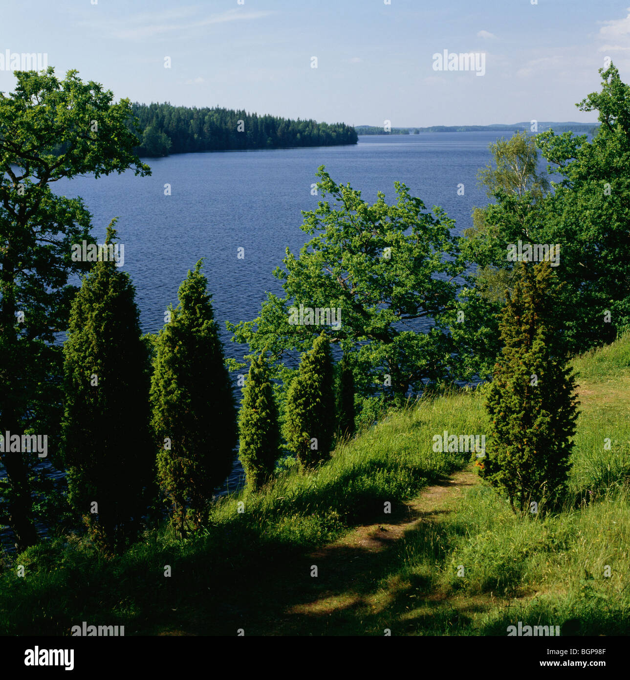 Hill of junipers, Smaland Stock Photo - Alamy