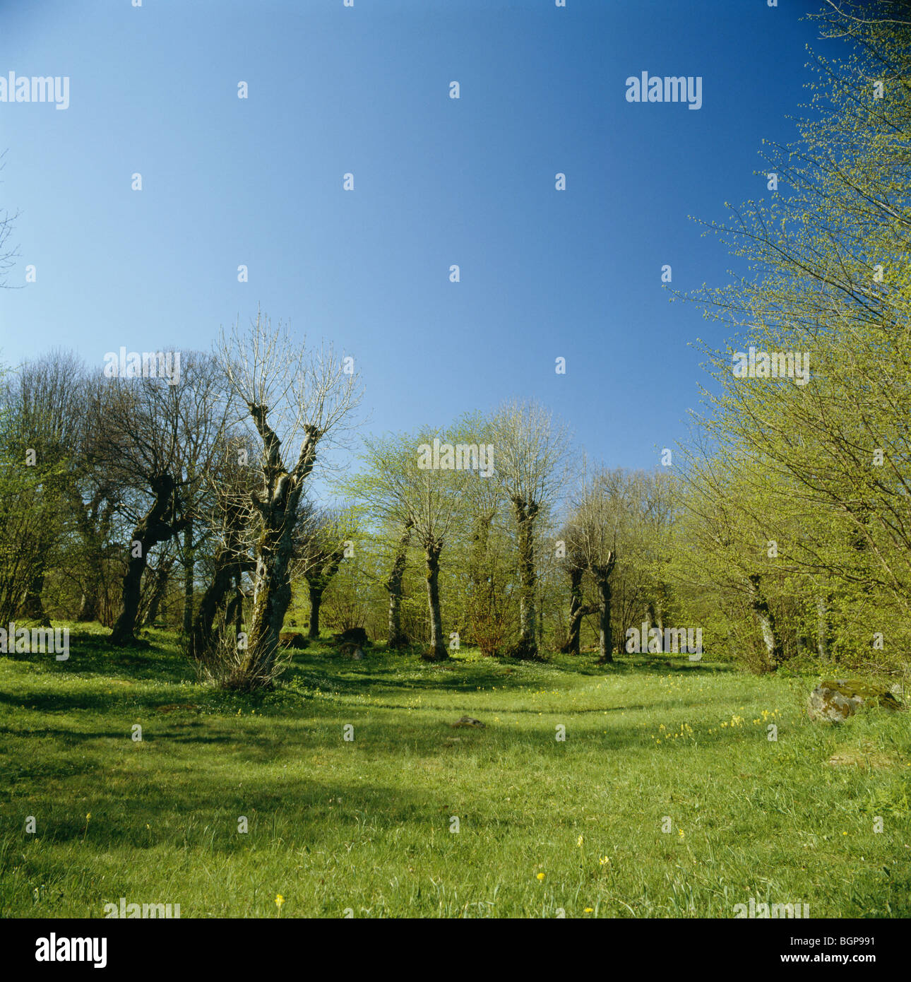 Lime reserves hi-res stock photography and images - Alamy