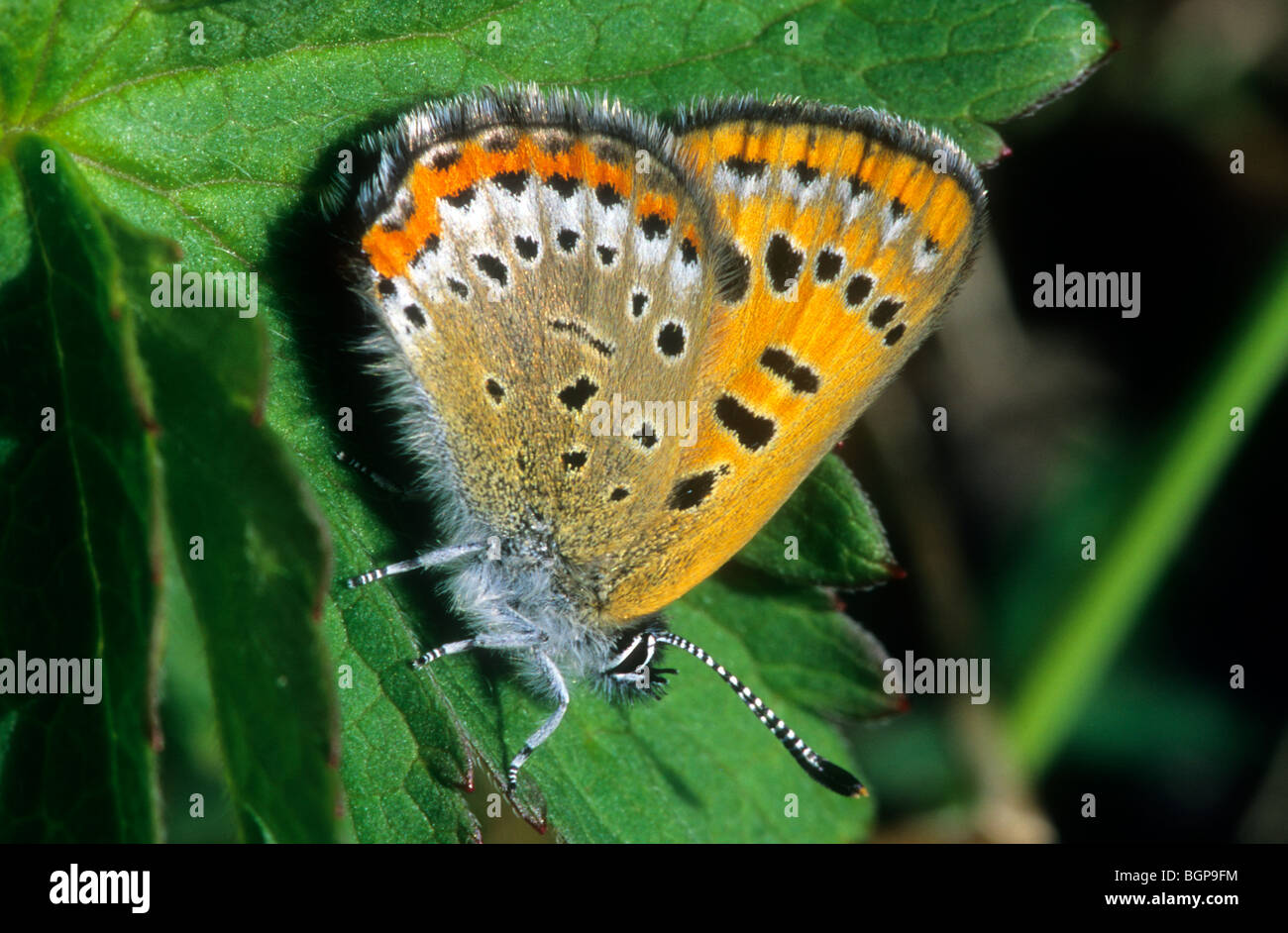 Violet copper butterfly hi-res stock photography and images - Alamy