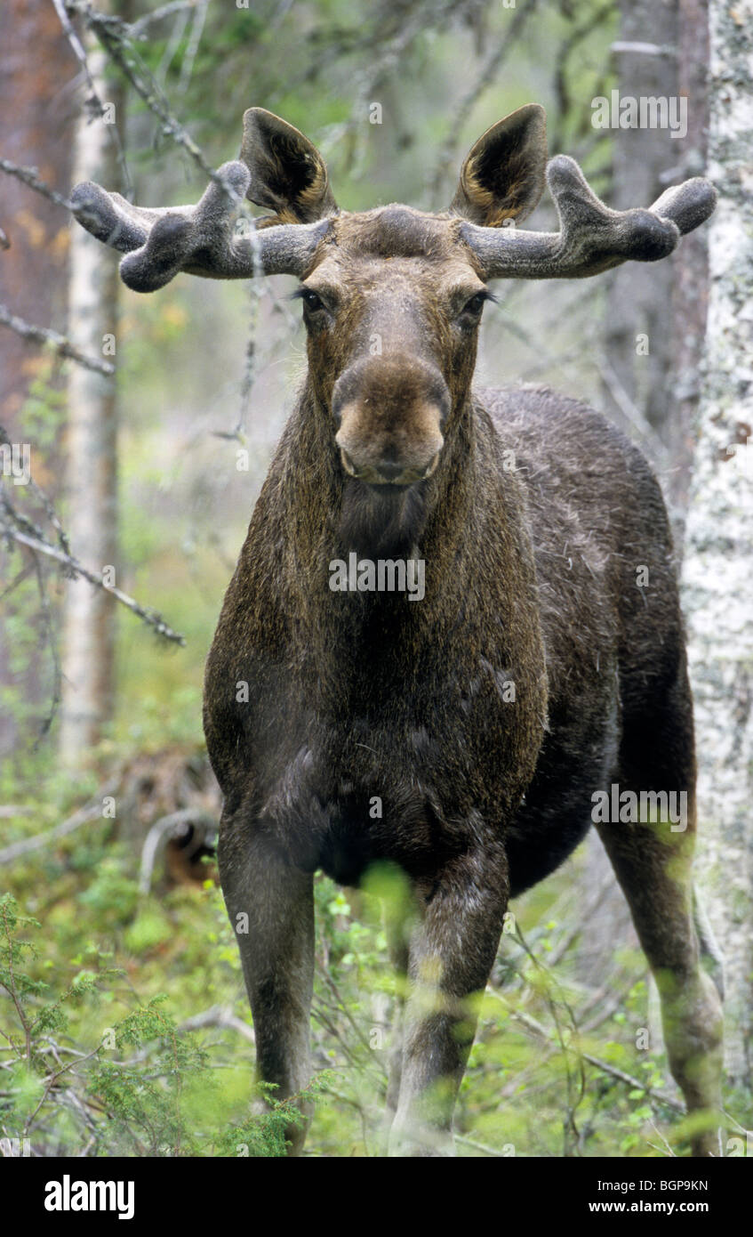 Moose (Alces alces) bull with antlers covered in velvet in taiga ...