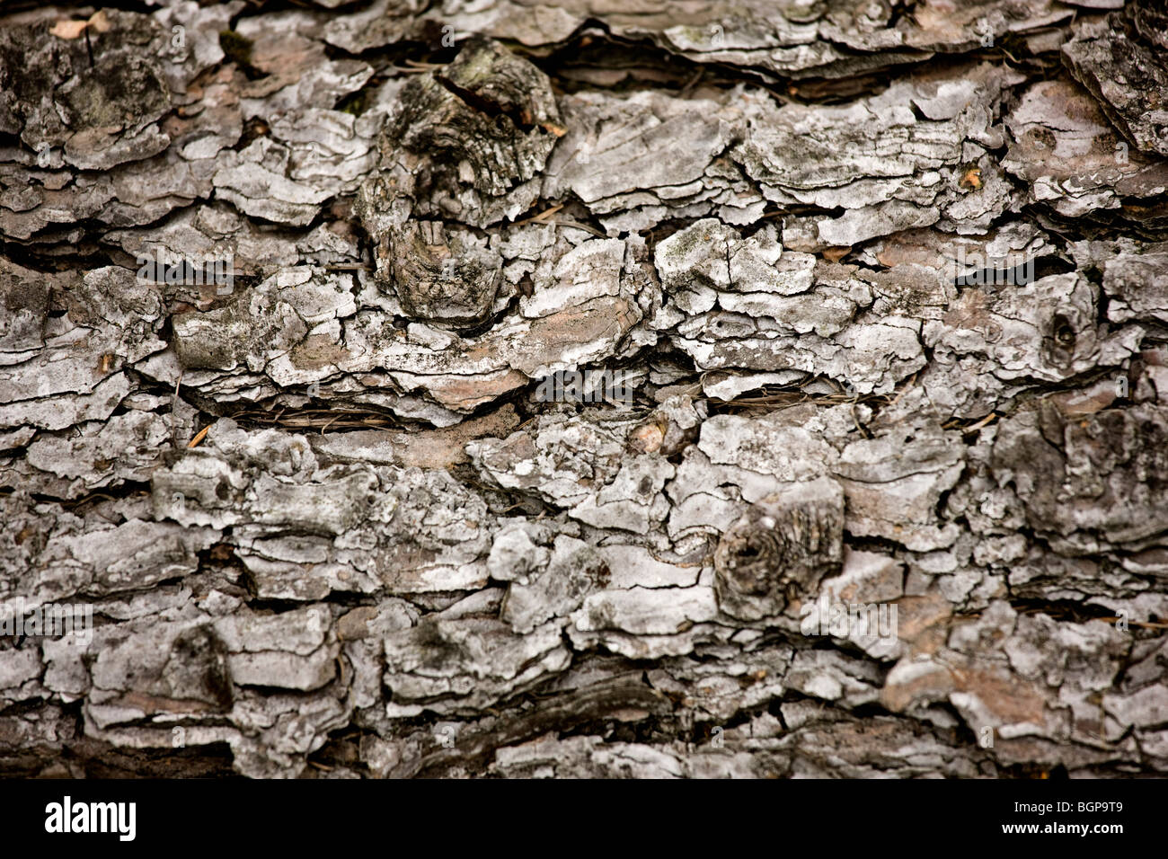 Outer Bark Stock Photos & Outer Bark Stock Images - Alamy