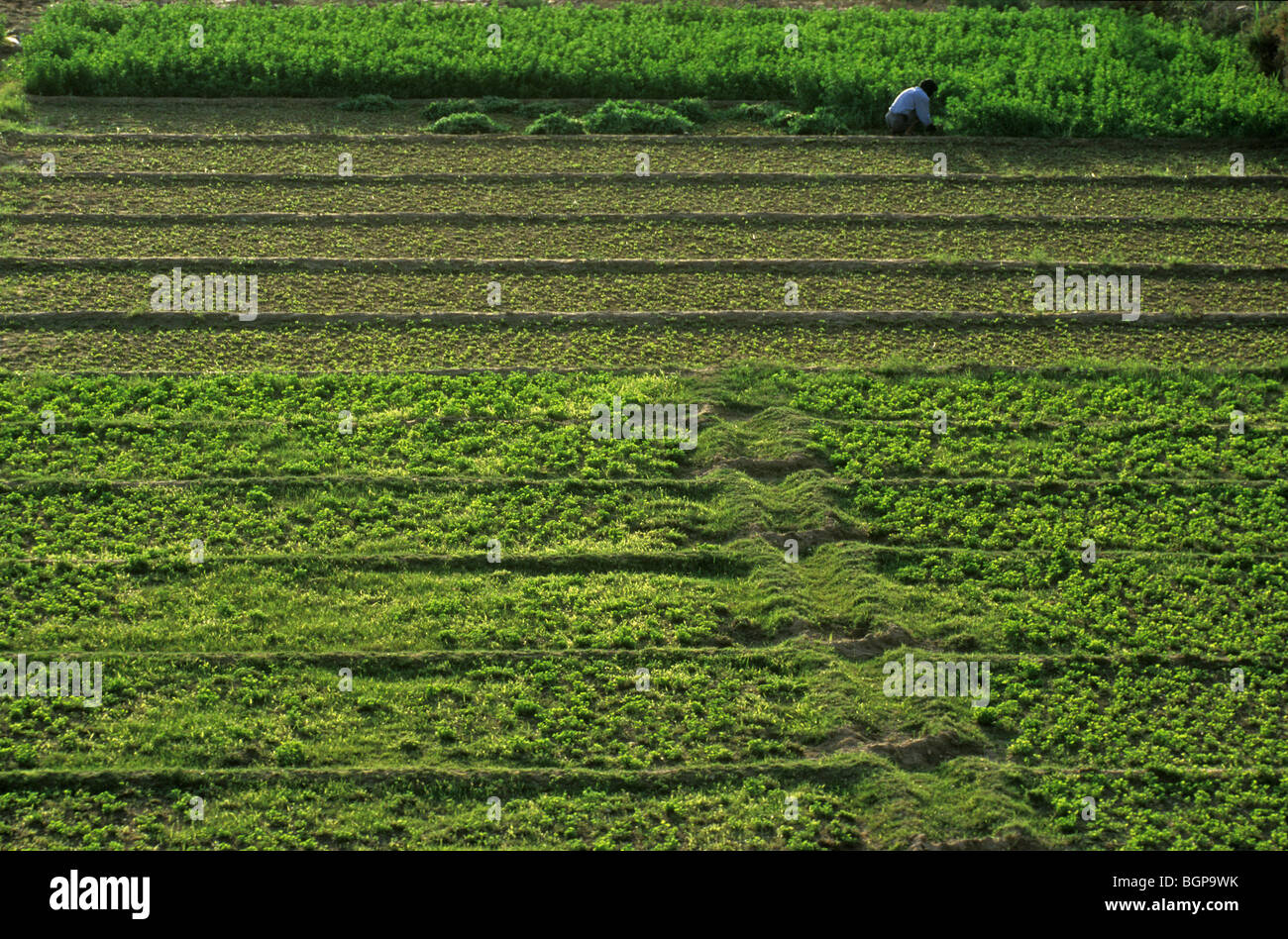 Mint field mentha spec oued sous hi-res stock photography and images ...