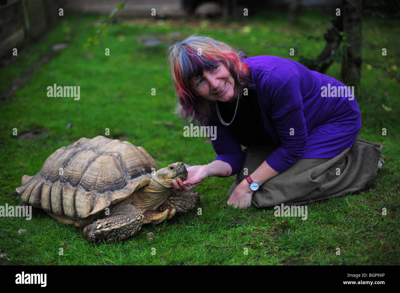 A woman with her pet tortoise, at home Stock Photo - Alamy