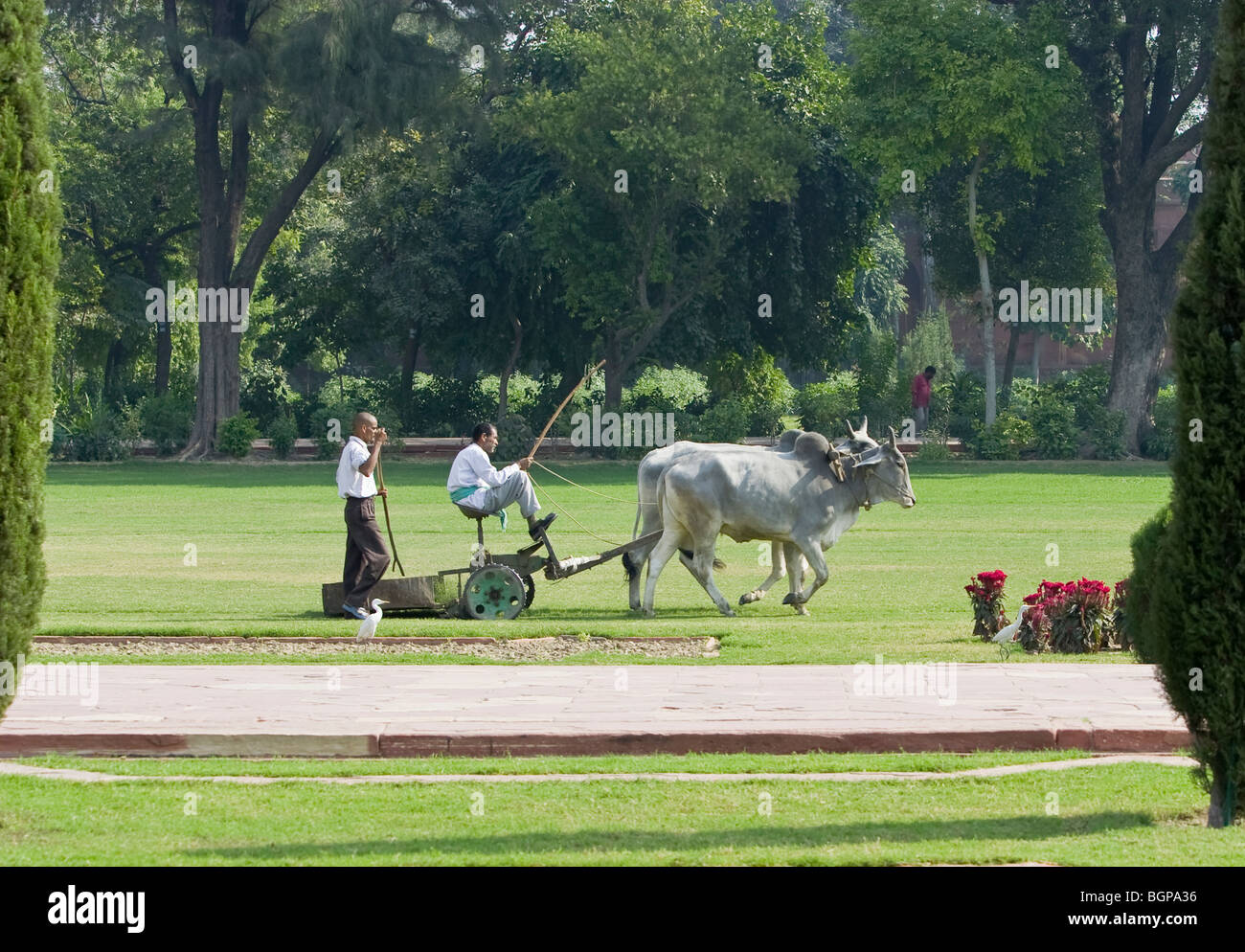 Mowing the lawns at the Taj Mahal, Agra, using a bullock-drawn lawn ...