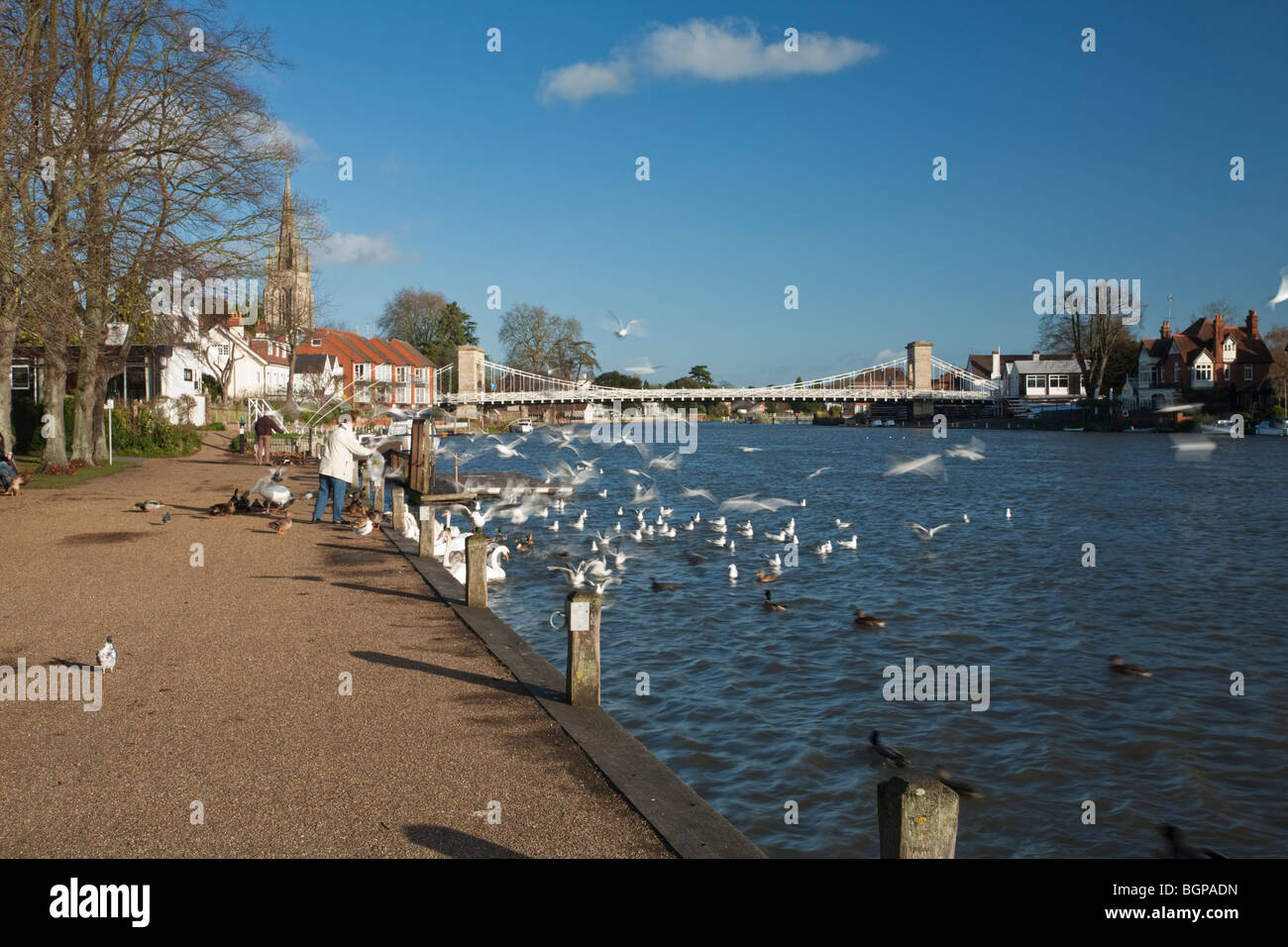 Birds swans seagulls on thames hi-res stock photography and images - Alamy