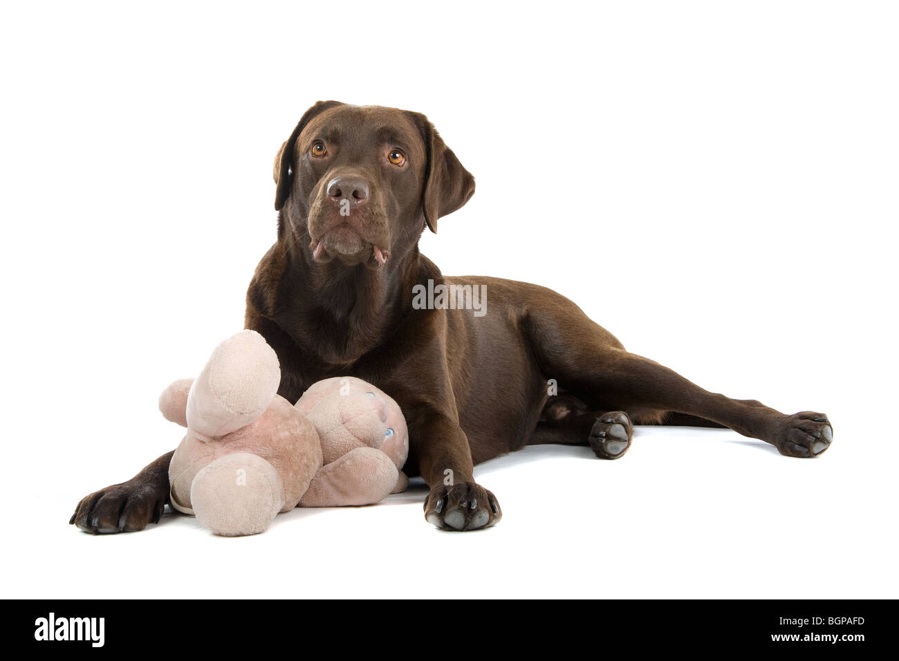 Closeup of chocolate Labrador retriever dog isolated on white ...