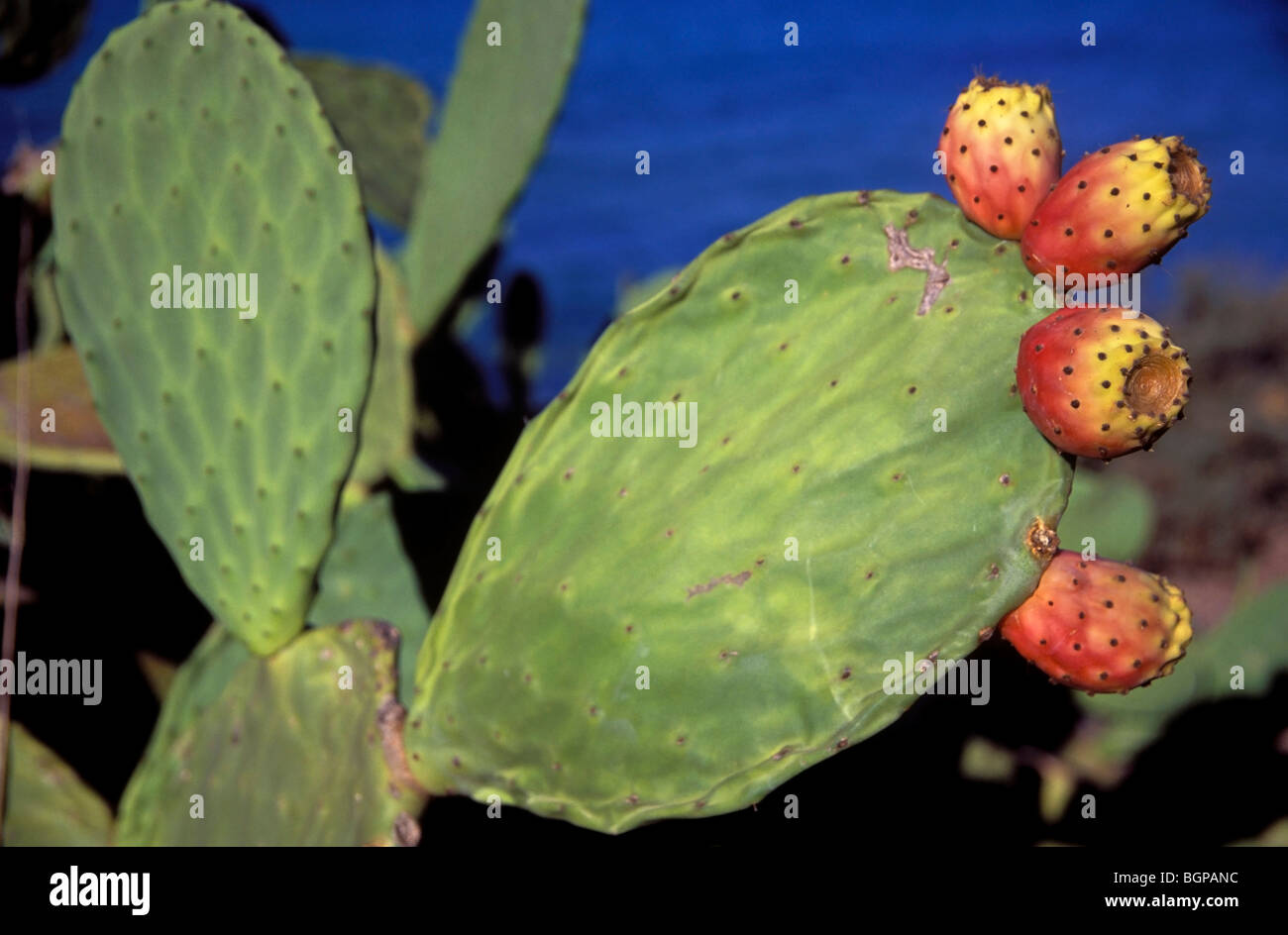 Prickly pear malta hi-res stock photography and images - Alamy