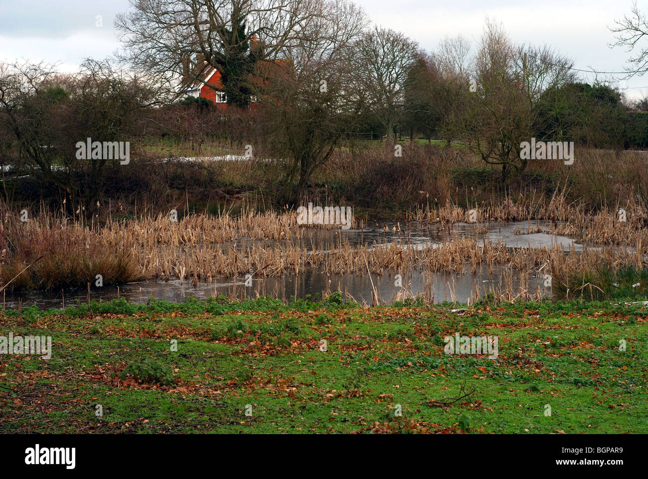 Pond ice hi-res stock photography and images - Alamy