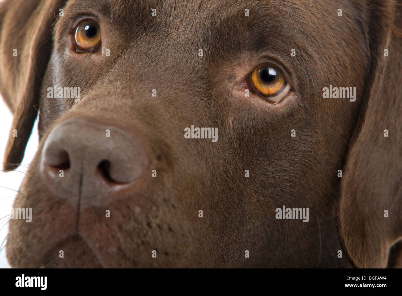 Closeup of chocolate Labrador retriever dog isolated on white ...