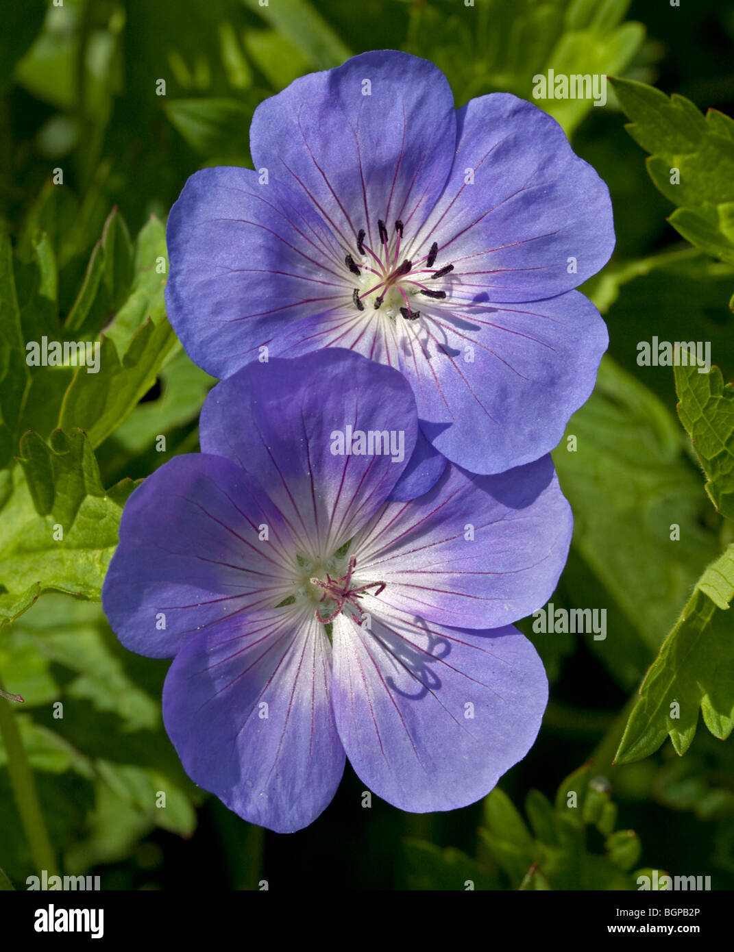 Jolly bee hi-res stock photography and images - Alamy