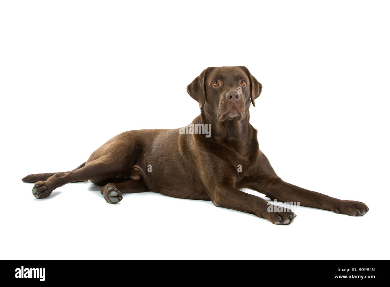 Closeup of chocolate Labrador retriever dog isolated on white ...