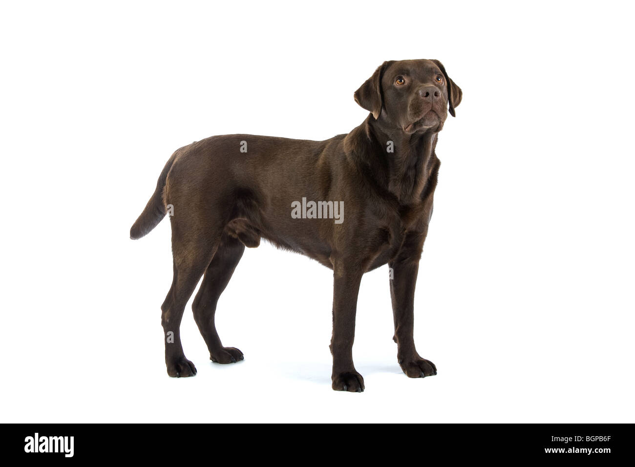 Closeup of chocolate Labrador retriever dog isolated on white ...
