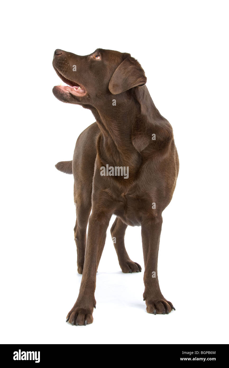 Closeup of chocolate Labrador retriever dog isolated on white ...