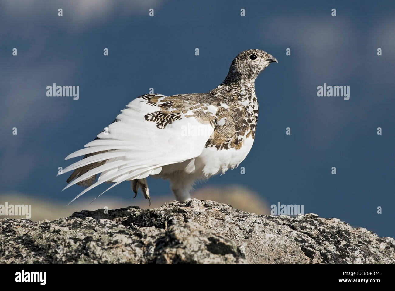 A fall season White tailed Ptarmigan moulting in to it's winter plumage ...