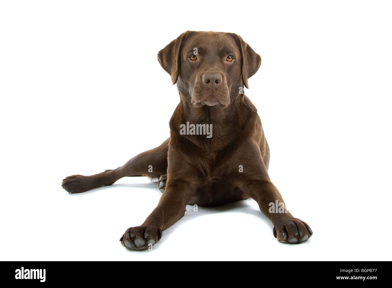 Closeup of chocolate Labrador retriever dog isolated on white ...