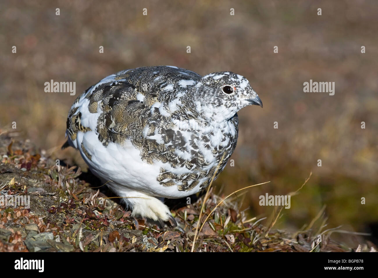 White tailed ptarmigan fall hi-res stock photography and images - Alamy