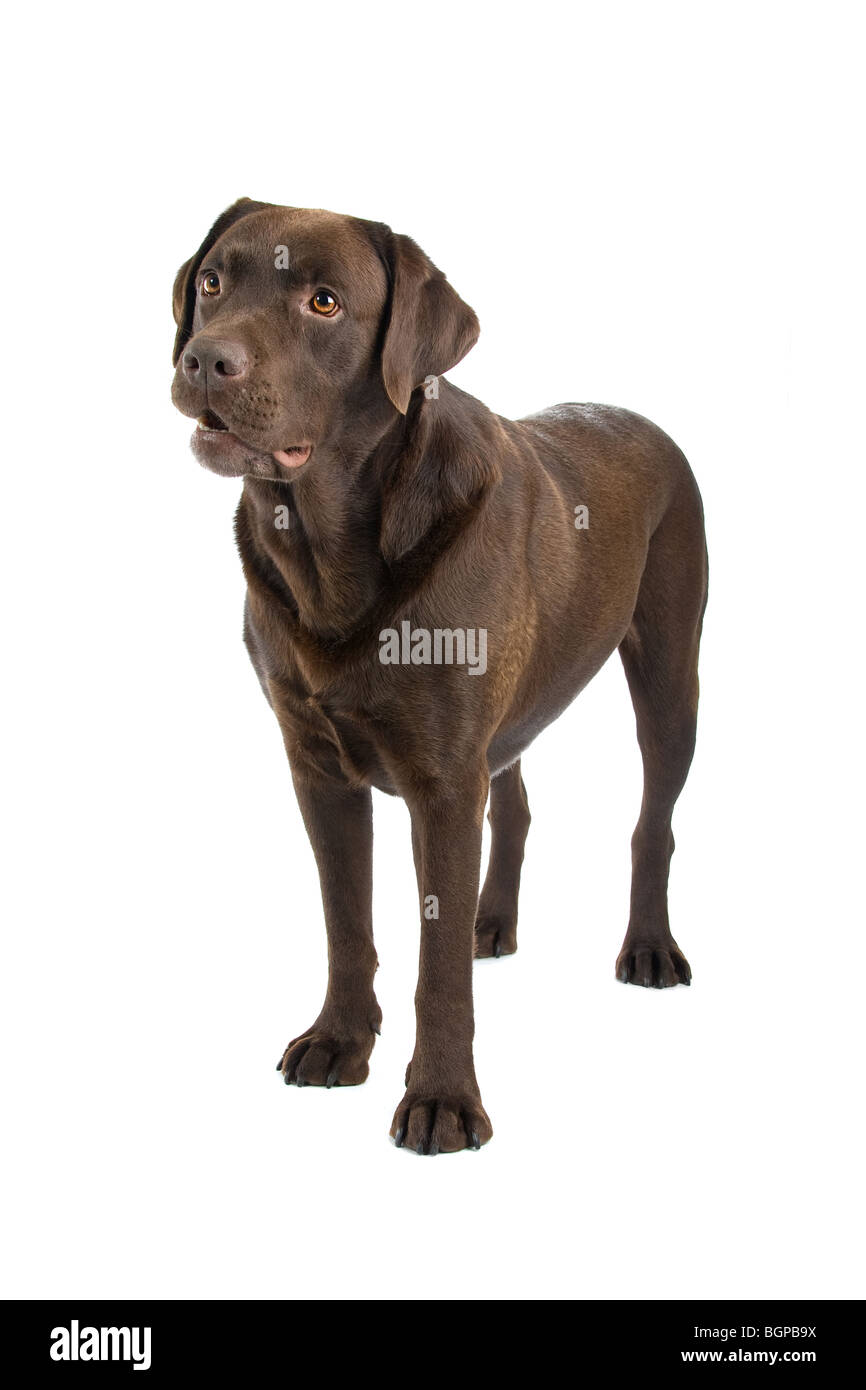 Closeup of chocolate Labrador retriever dog isolated on white ...
