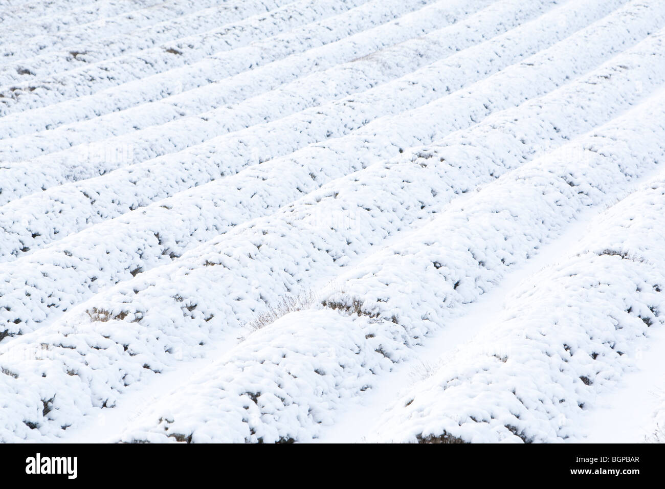 Lavender covered with snow in a field next to A225 between Eynsford and ...