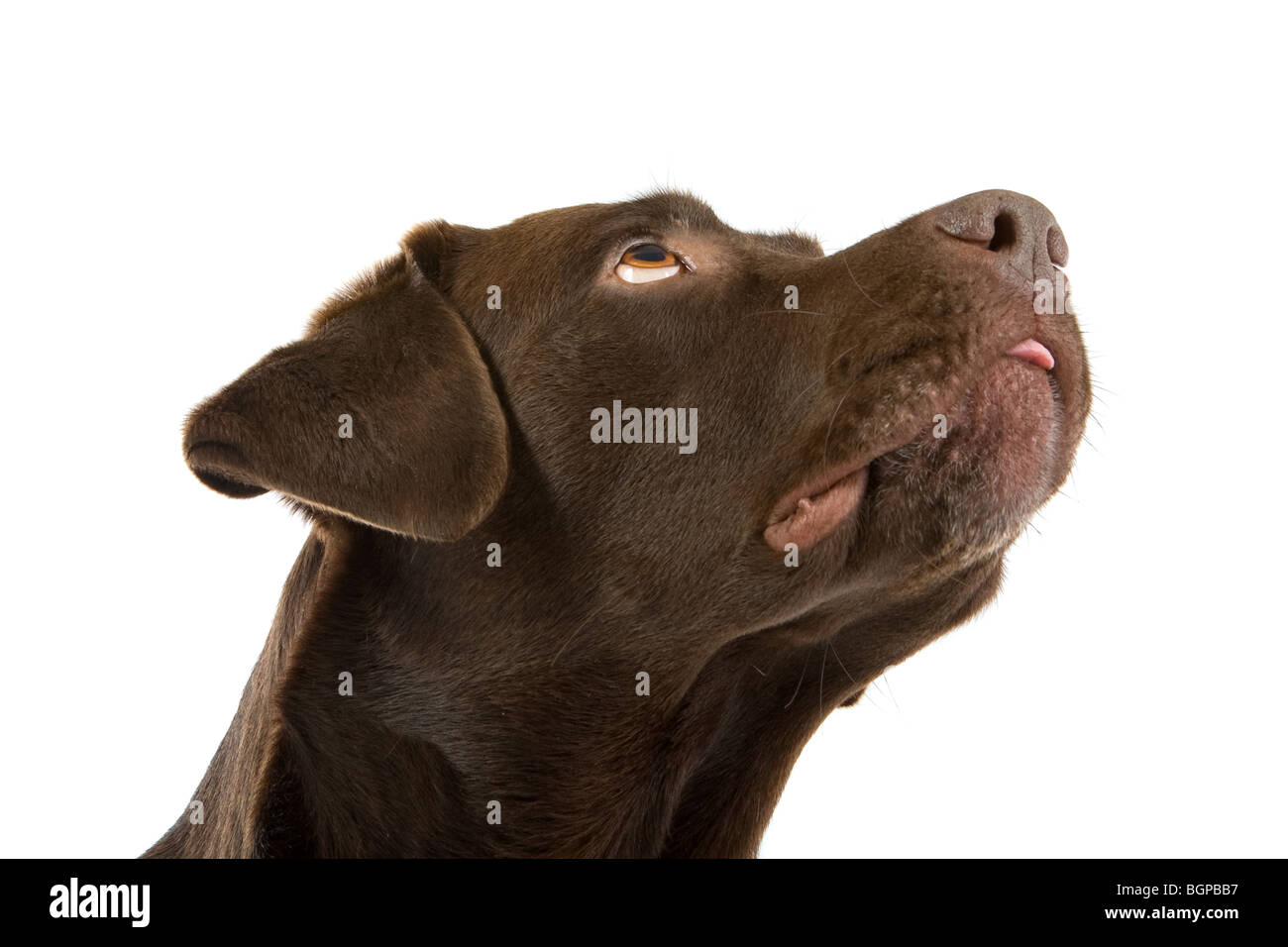 Closeup of chocolate Labrador retriever dog isolated on white ...