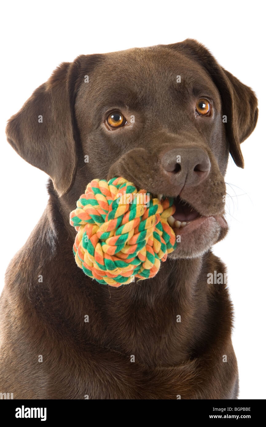 Closeup of chocolate Labrador retriever dog isolated on white ...