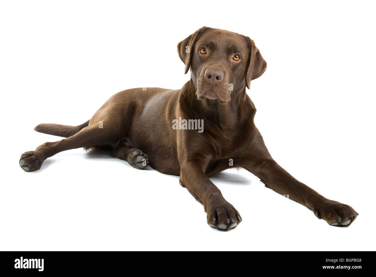 Closeup of chocolate Labrador retriever dog isolated on white ...