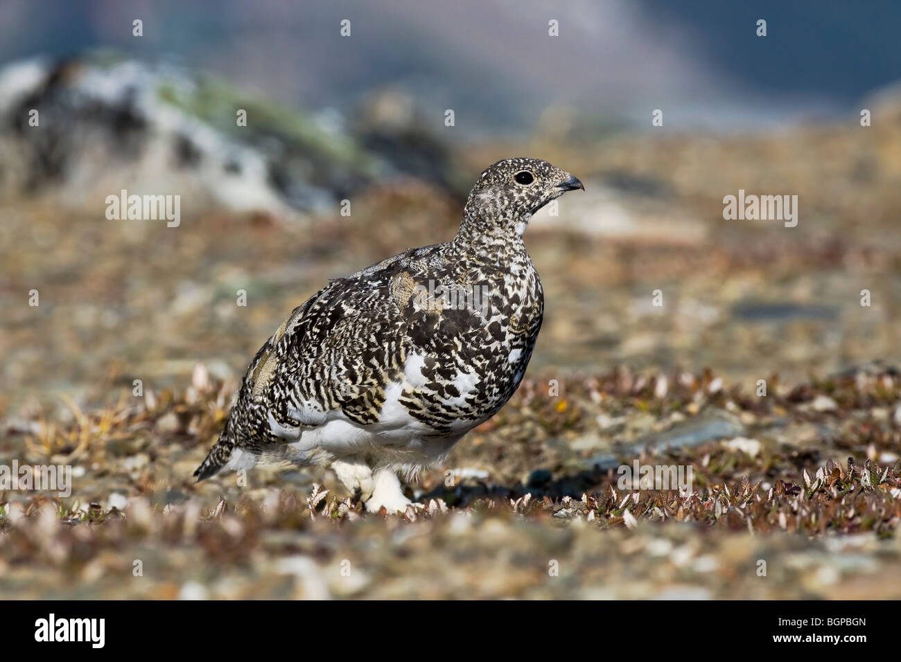 White tailed ptarmigan winter hi-res stock photography and images - Alamy