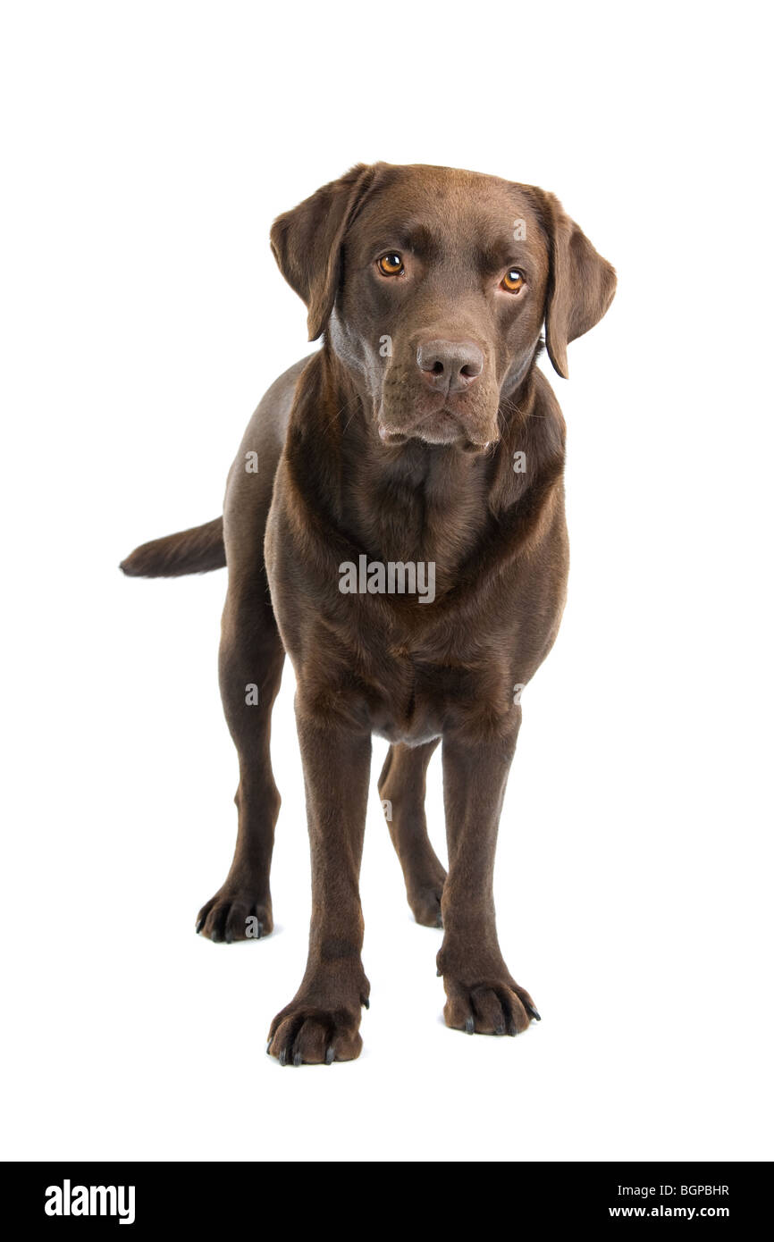 Closeup of chocolate Labrador retriever dog isolated on white ...