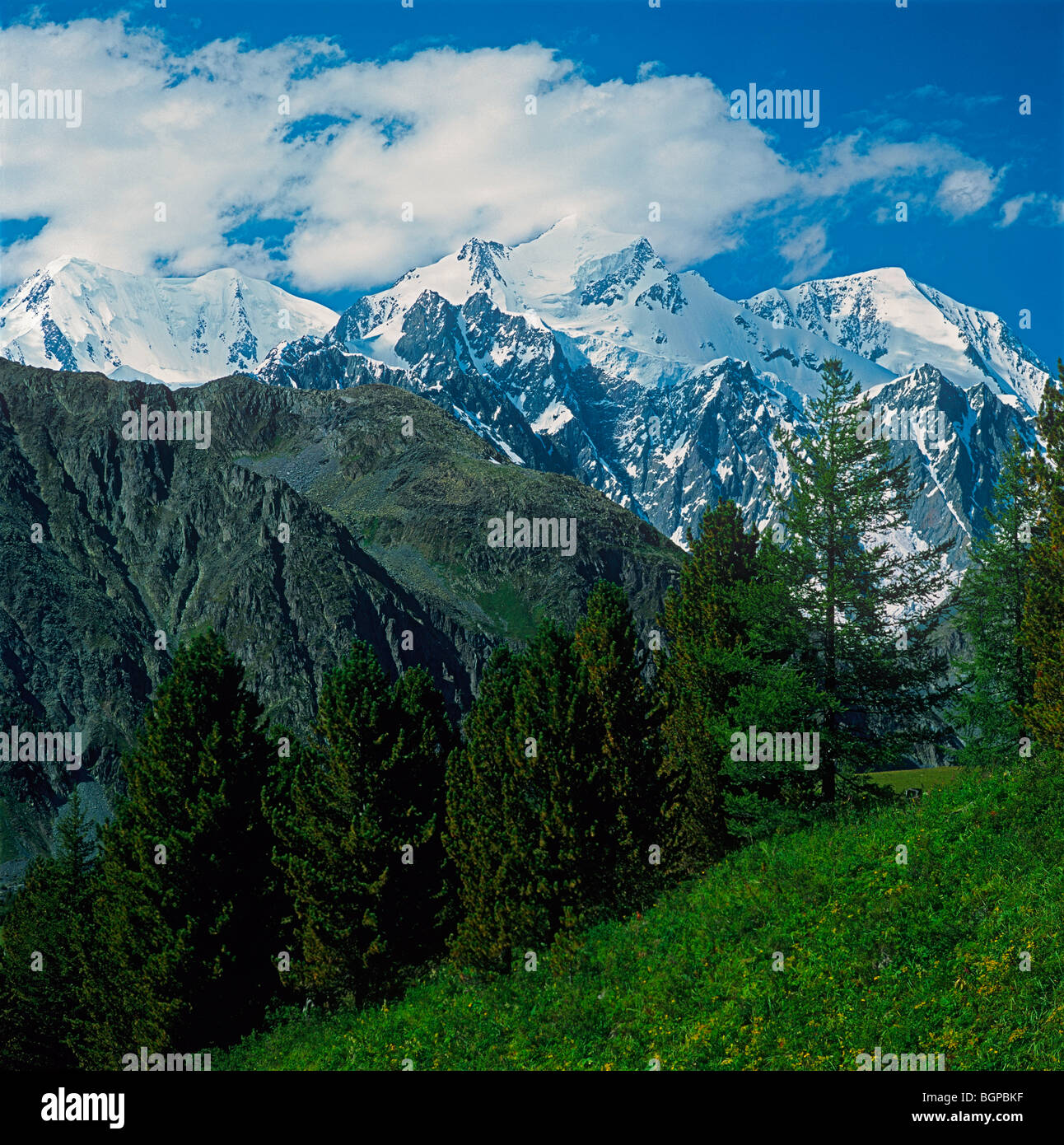 Siberian Larches and Mount Belukha. The Altai Mountains, East ...