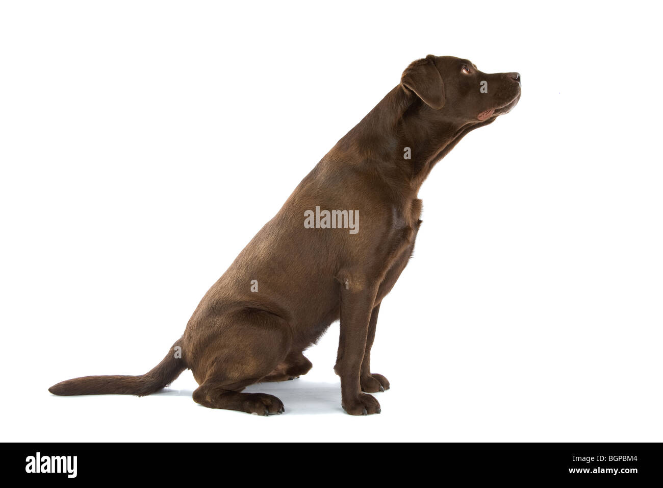Closeup of chocolate Labrador retriever dog isolated on white ...