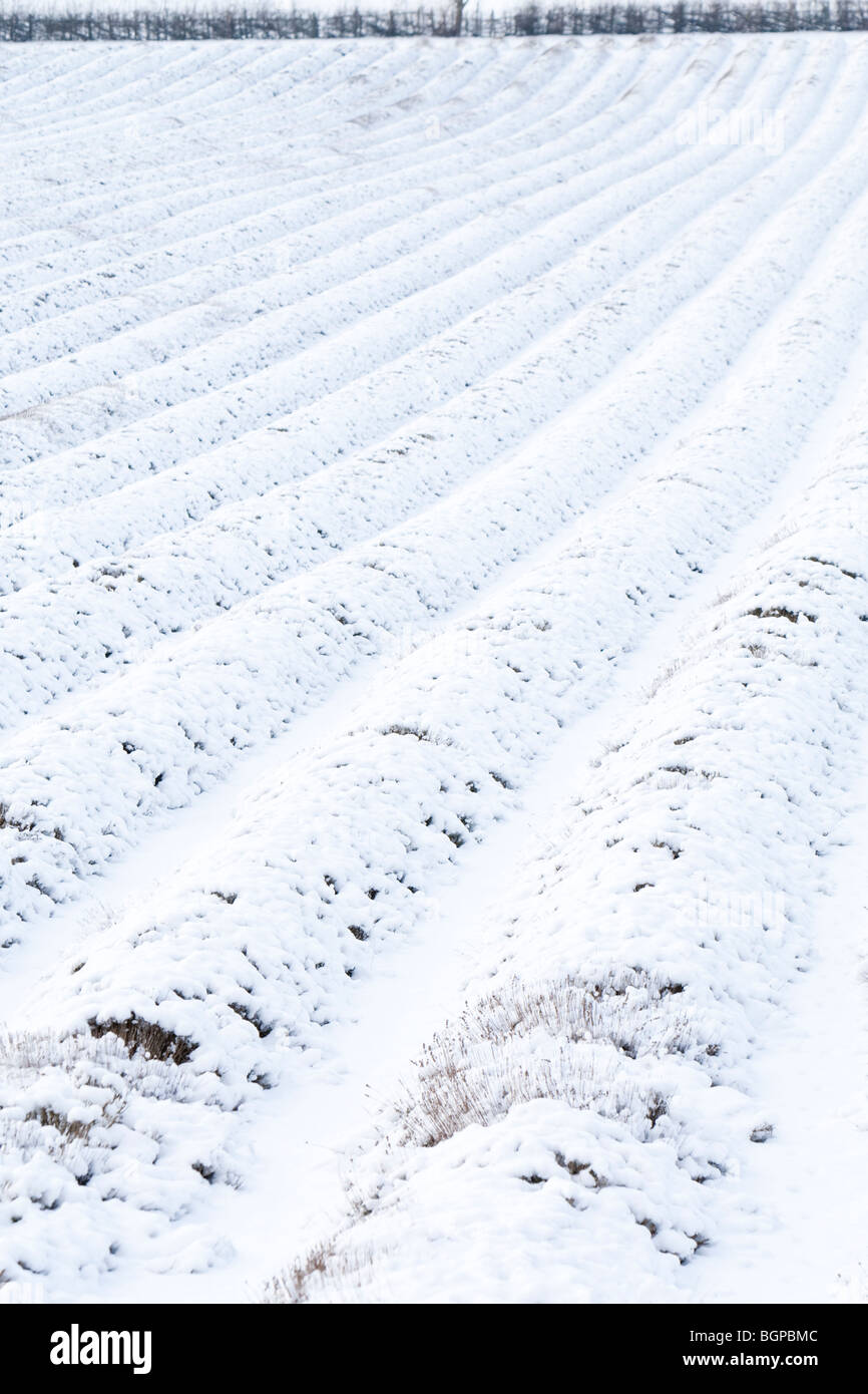 Lavender covered with snow in a field next to A225 between Eynsford and ...