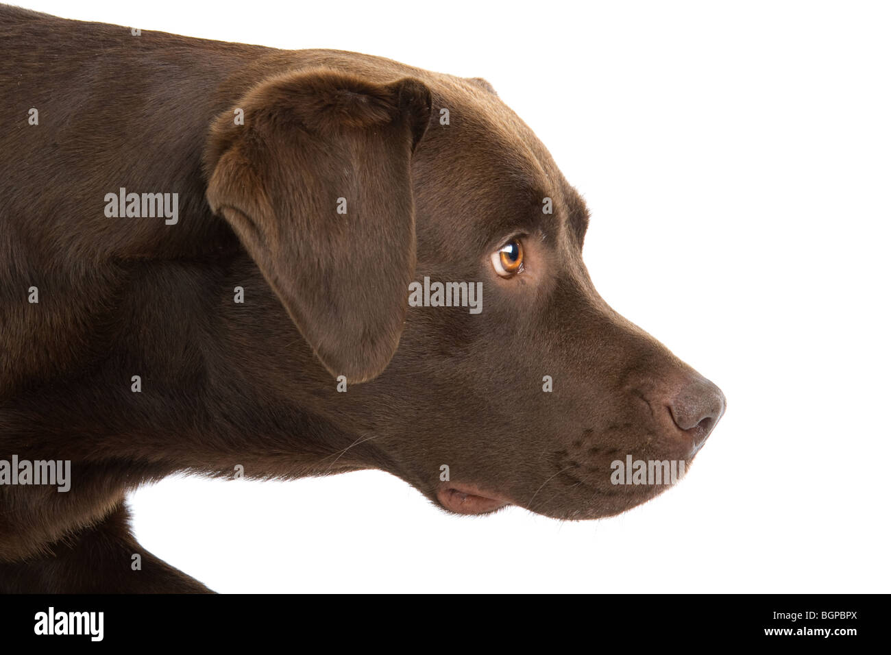 Closeup of chocolate Labrador retriever dog isolated on white ...