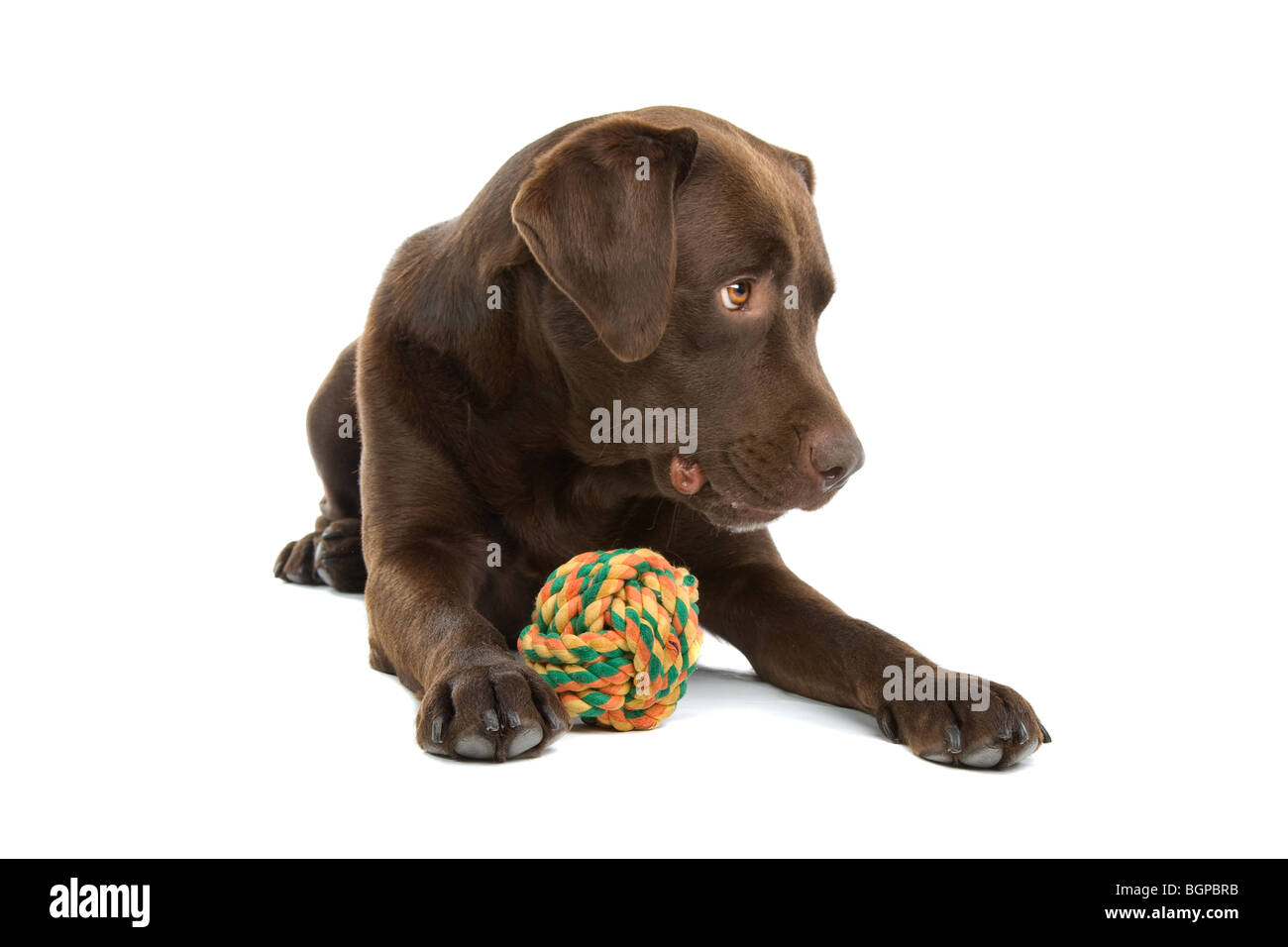 Cute brown labrador retriever Cut Out Stock Images & Pictures - Alamy
